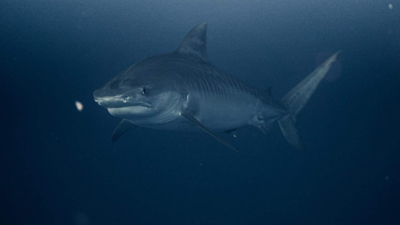 Bull sharks just got caught forming friendships in Fiji — six years of ...