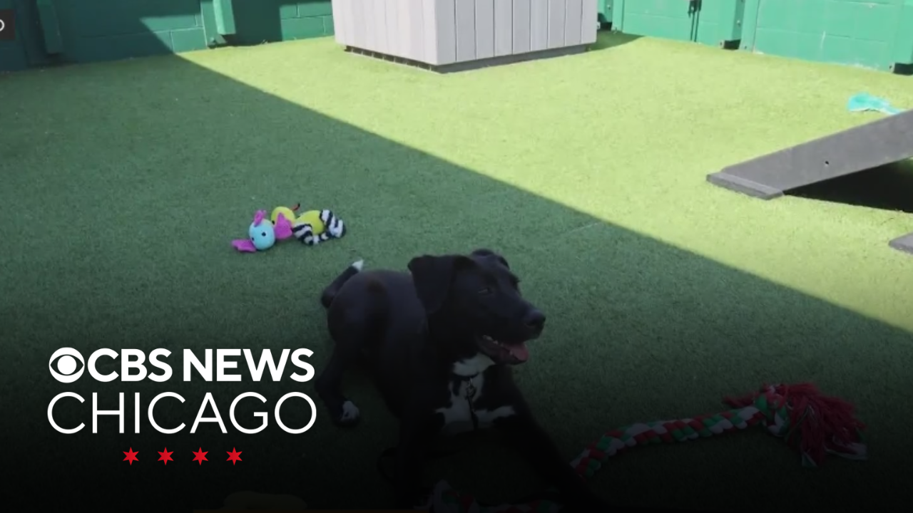 PAWS Chicago pet of the week: Sherbet