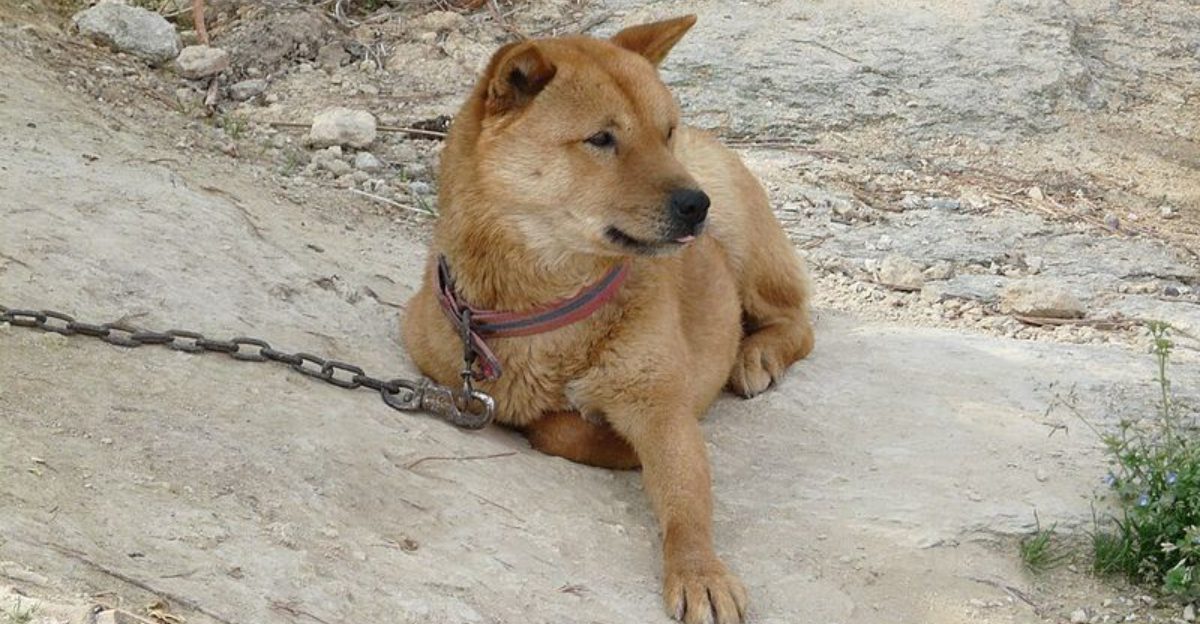 10 breathtaking fox-like dog breeds that combine wild looks with family ...