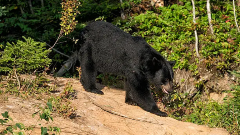 Great Smoky Mountains National Park shuts down trails over 'backpack ...