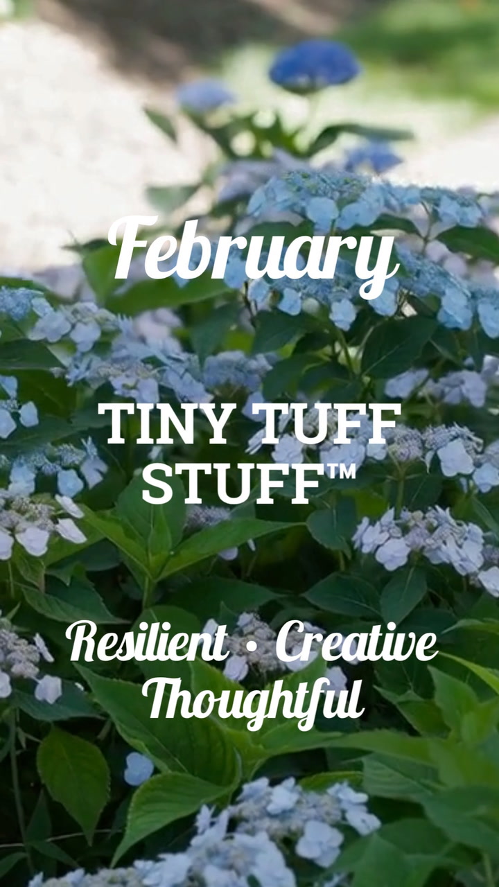 Your birth month hydrangea reveals your personality