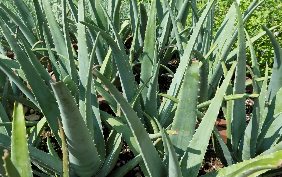 Aloe vera care made simple for thriving plants