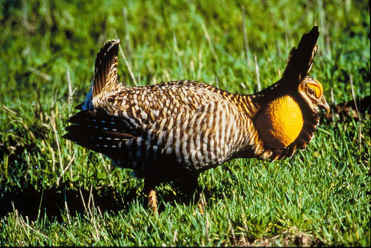 America’s last heath hen died calling for a mate