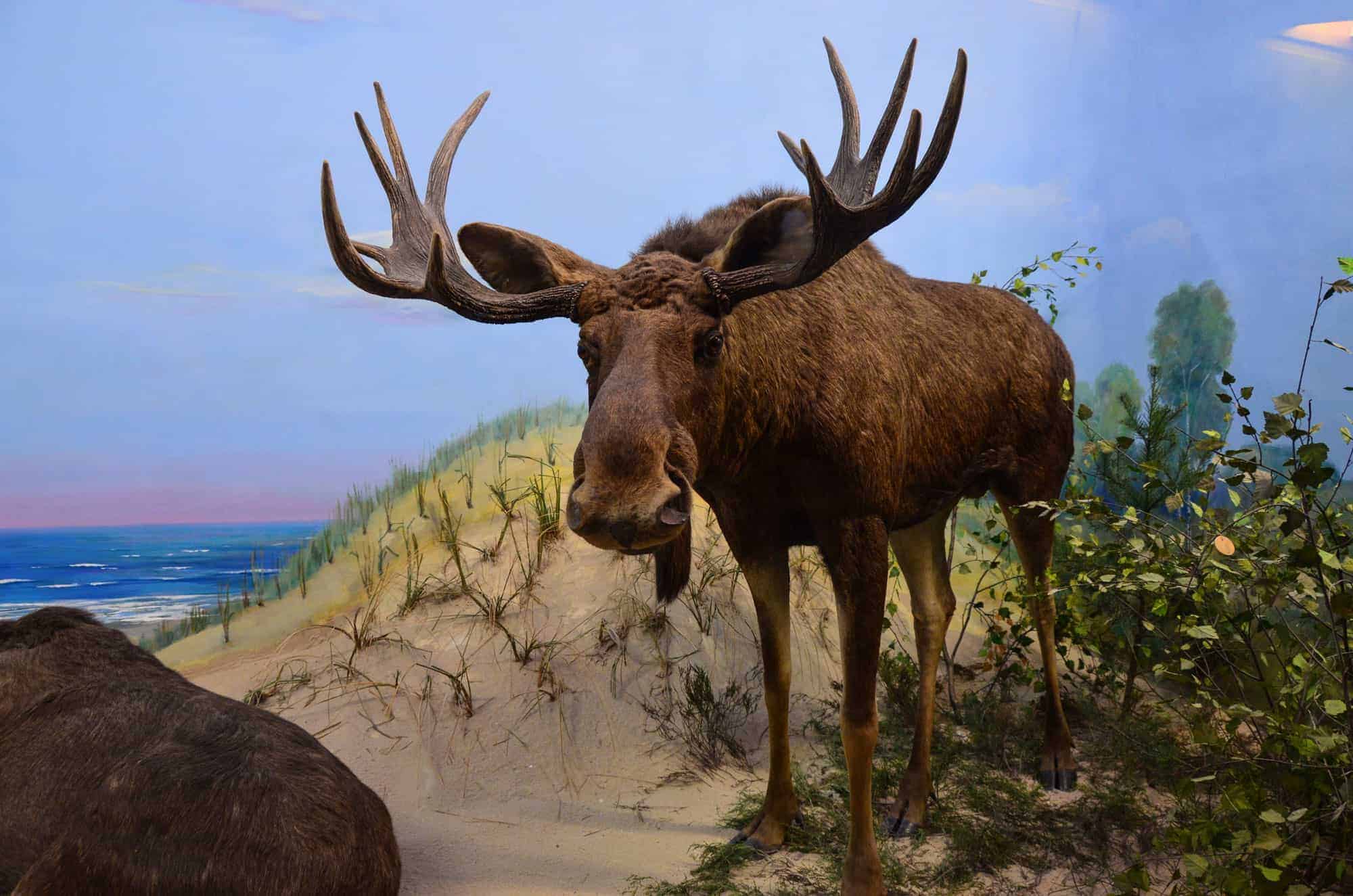 7 US states where moose hunting is still legal