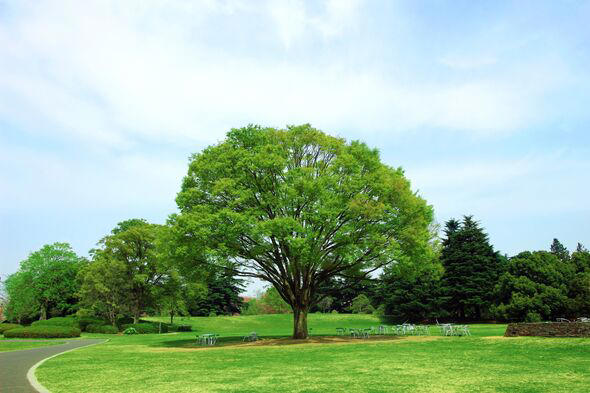 Gardeners' World star names best tree to plant now for hot summers ...