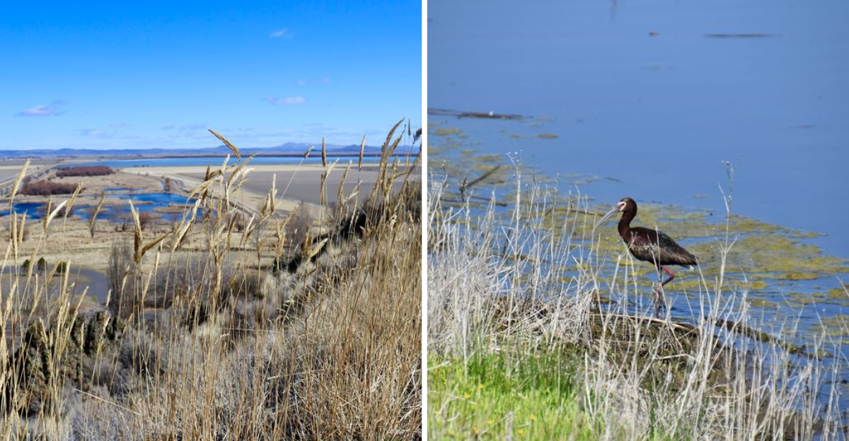 This Oregon boardwalk trail is only 1.2 miles, but you’ll see 47 bird ...