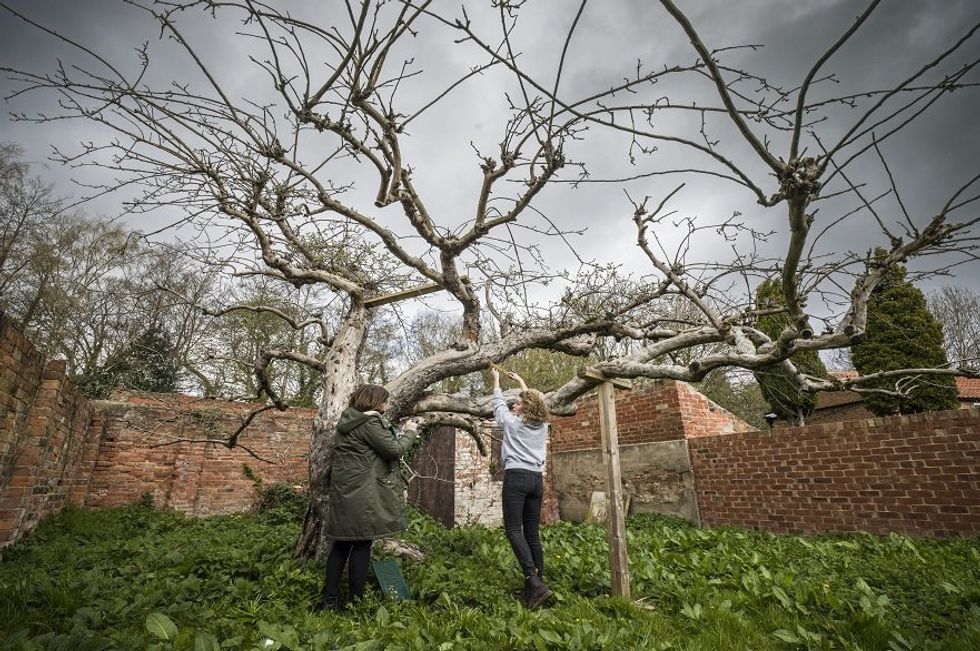 Original 200-year-old Bramley apple tree sold despite 'gobsmacked ...
