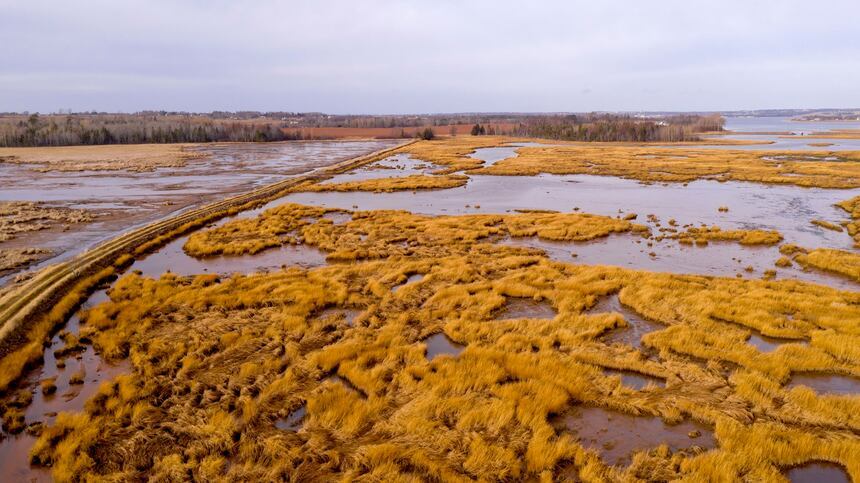 Search returns for PEI.'s 'secretive' marsh birds
