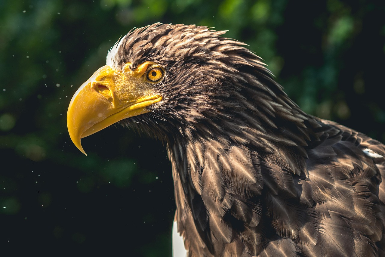 10 wild birds that are deadlier than you think