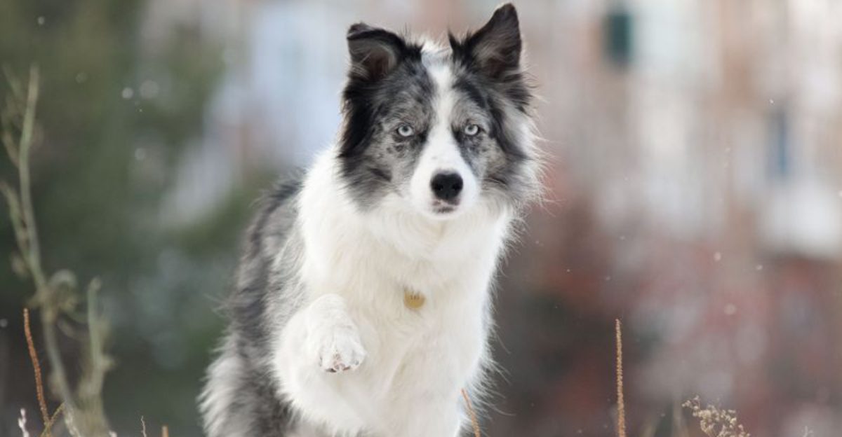 15 legendary ranch dog breeds that earned their place in cowboy history
