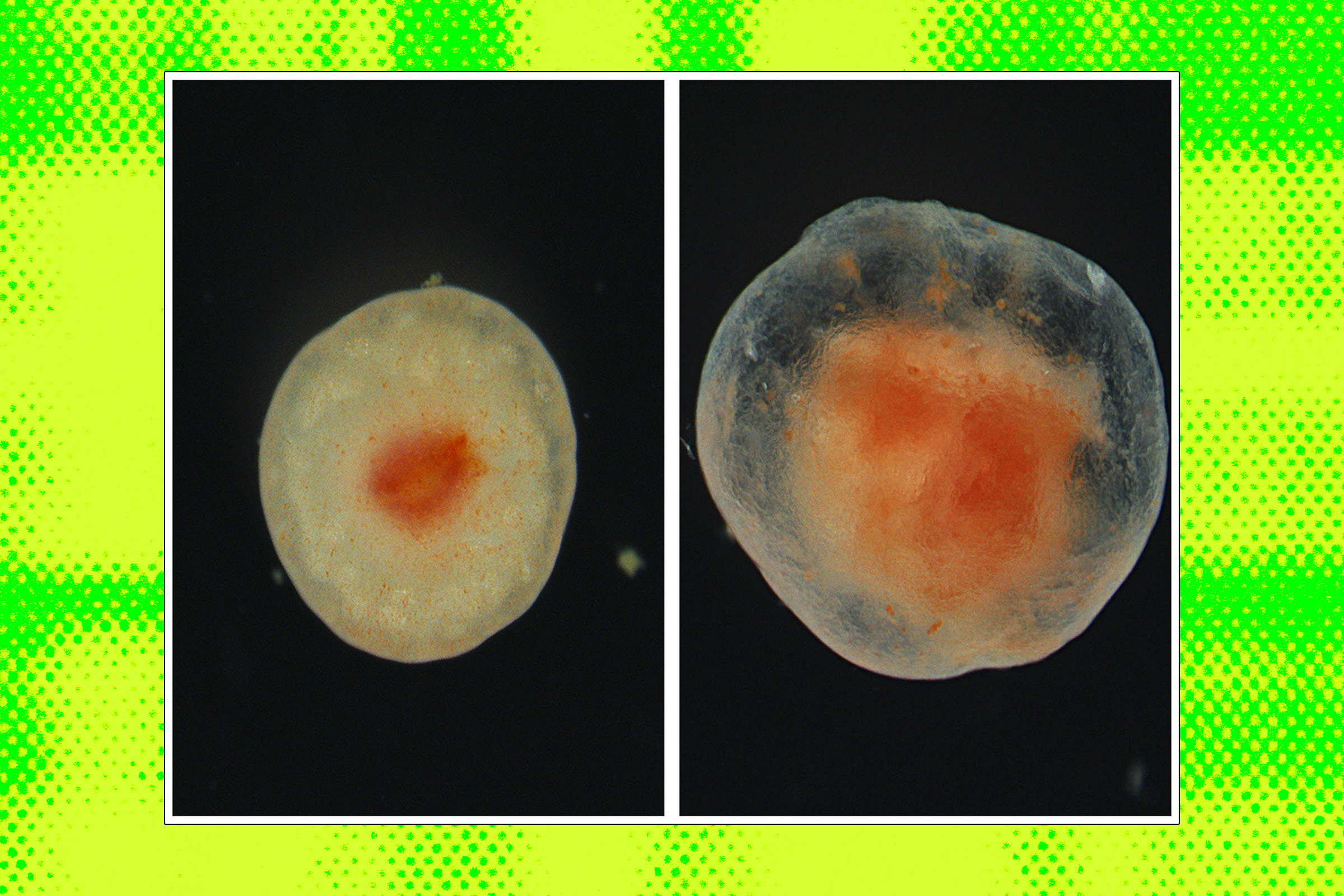 Scientists intrigued by chunk of flesh that refuses to die after ...