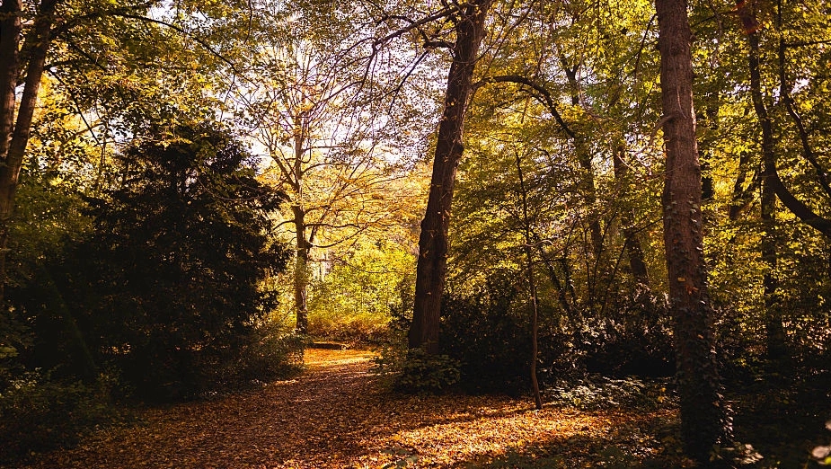 Master autumn photography with light and color