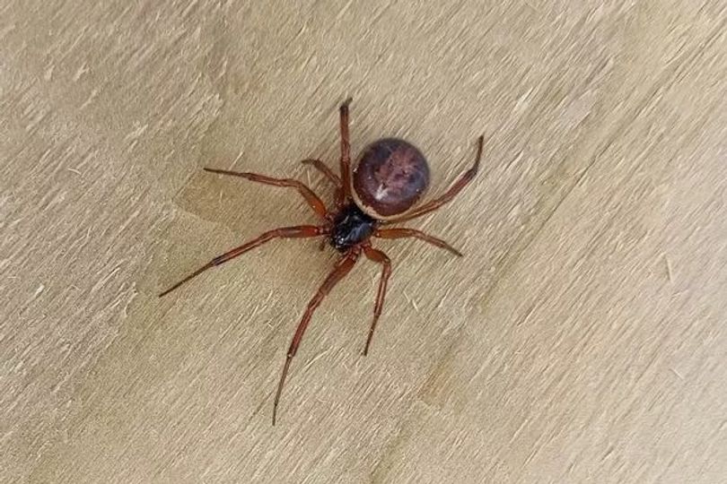 Spider warning as households with climbing plants told to take action ...