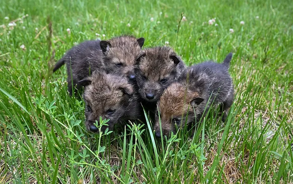 How wolf families raise the next generation