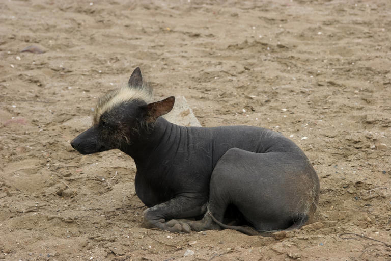 10 hairless dog breeds