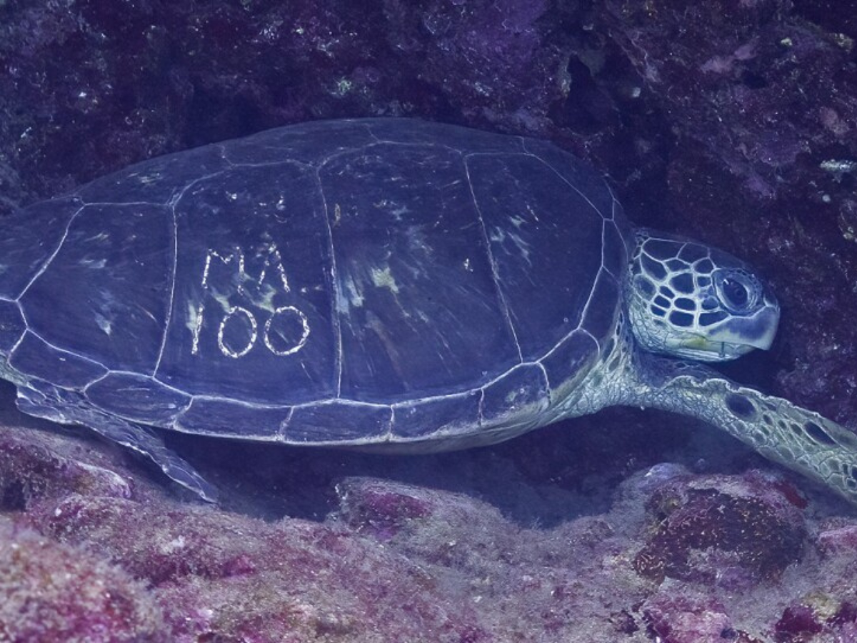 Hawaiians spotted sea turtles with mysterious 'graffiti' on their backs ...