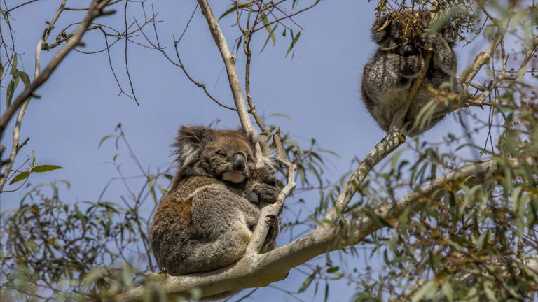 India’s bats to Australia’s koalas—animals around the world are dying ...