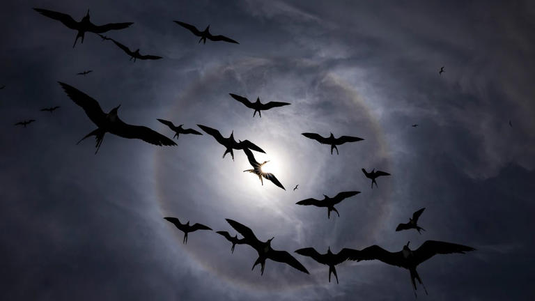 Split-second bird photo shows "a truly extraordinary moment captured in ...