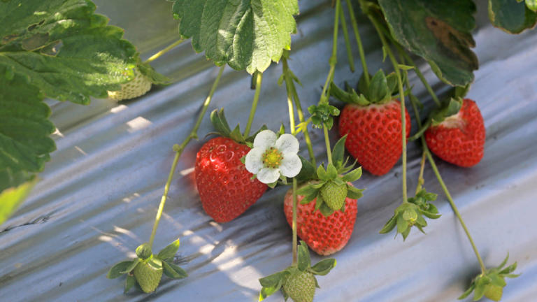 Strawberry plant drooping? 5 things you're doing wrong (and how to fix it)