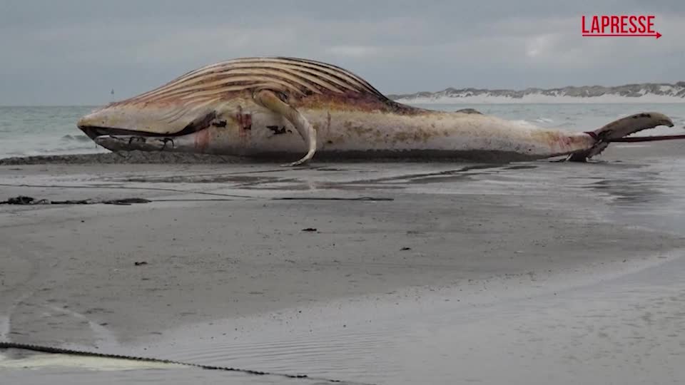 Danimarca, ritrovata su una spiaggia la carcassa della balena Timmy
