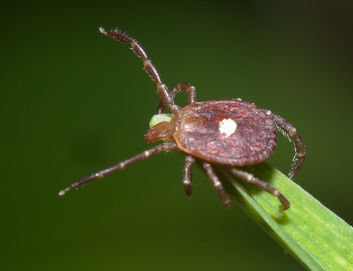 Paper argued it's 'morally obligatory' to engineer ticks to spread ...
