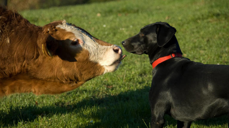 This adorable cow and dog play like siblings in heartwarming video