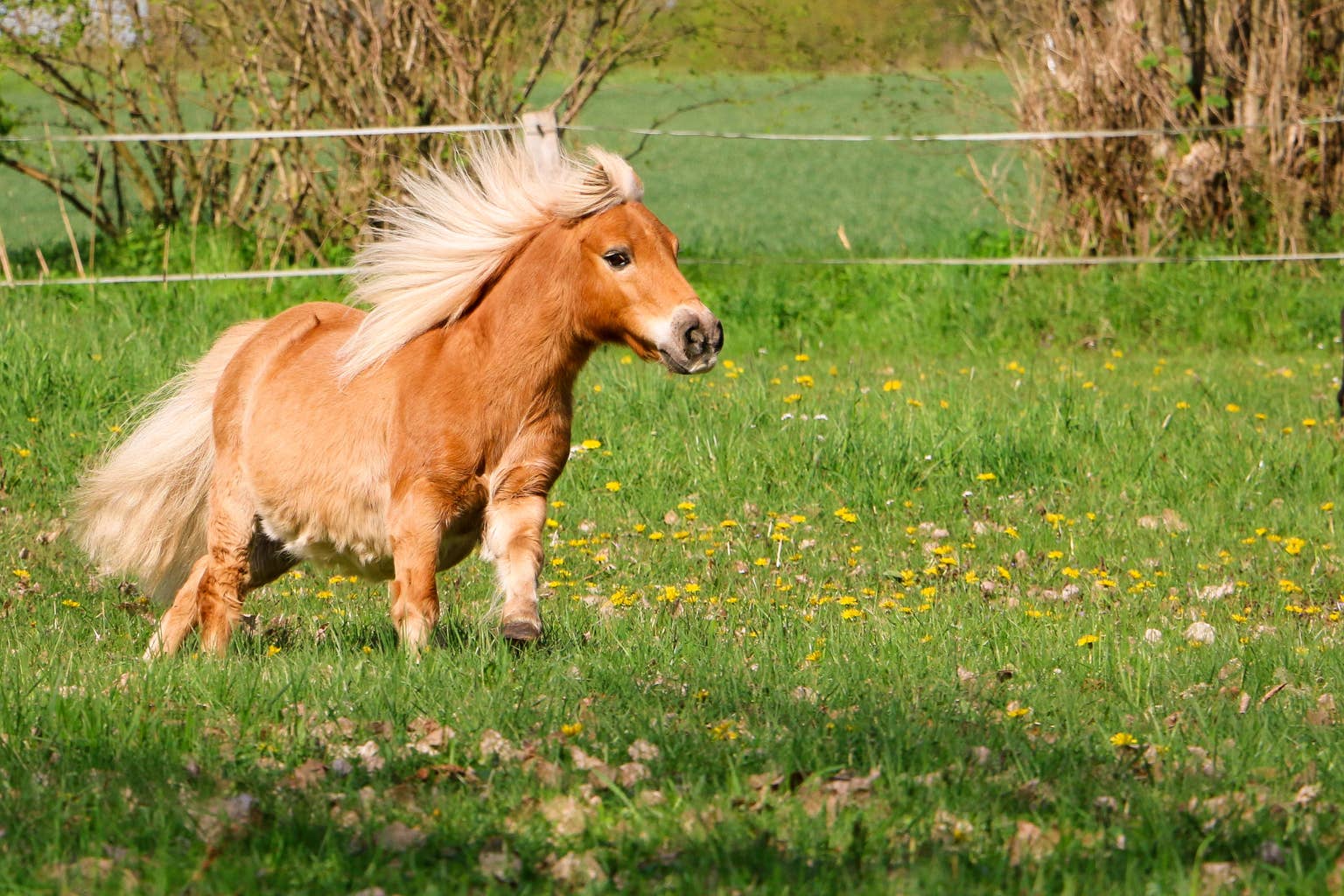 Watch Daphne, the miniature pony's hilarious wipeouts during her zoomies