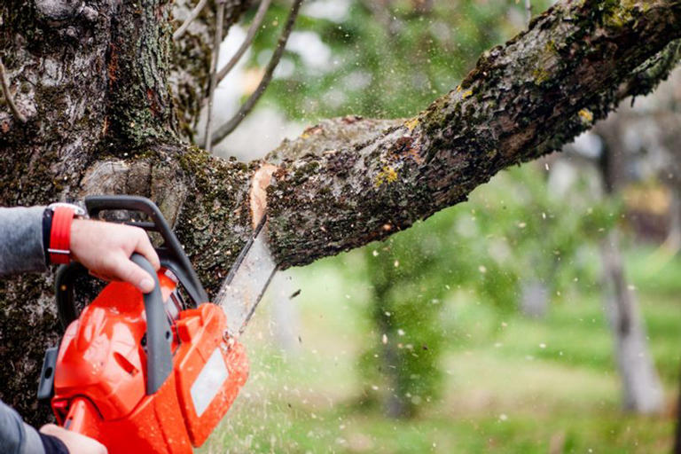 Can I trim my neighbour's tree if it's hanging over my garden - follow ...