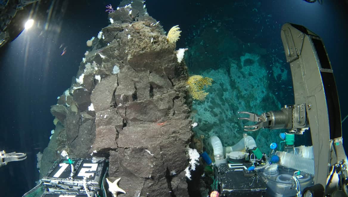 Ocean census finds 1,100+ new species in just one year