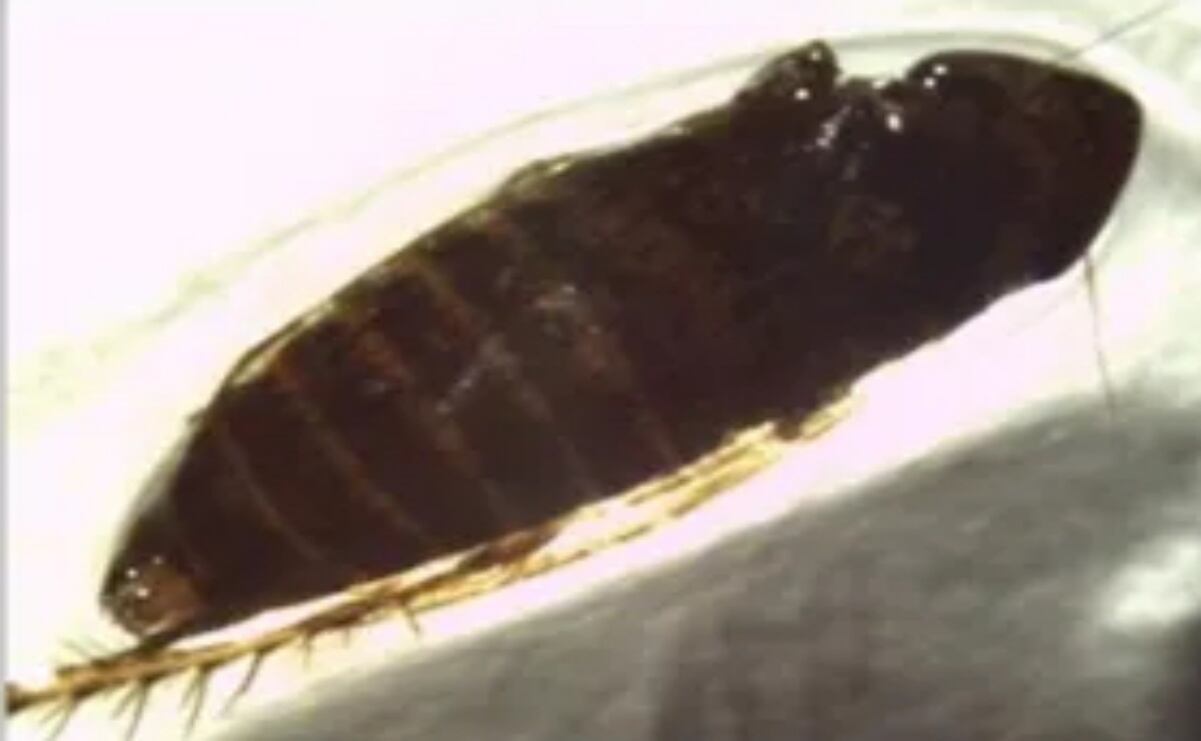Detectan rara plaga agrícola proveniente de México en garita comercial ...