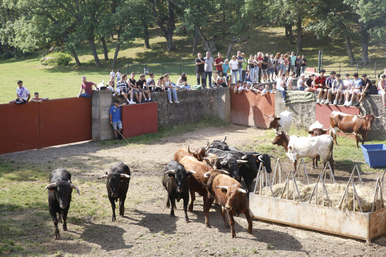 Los toros de San Juan ya están en Soria