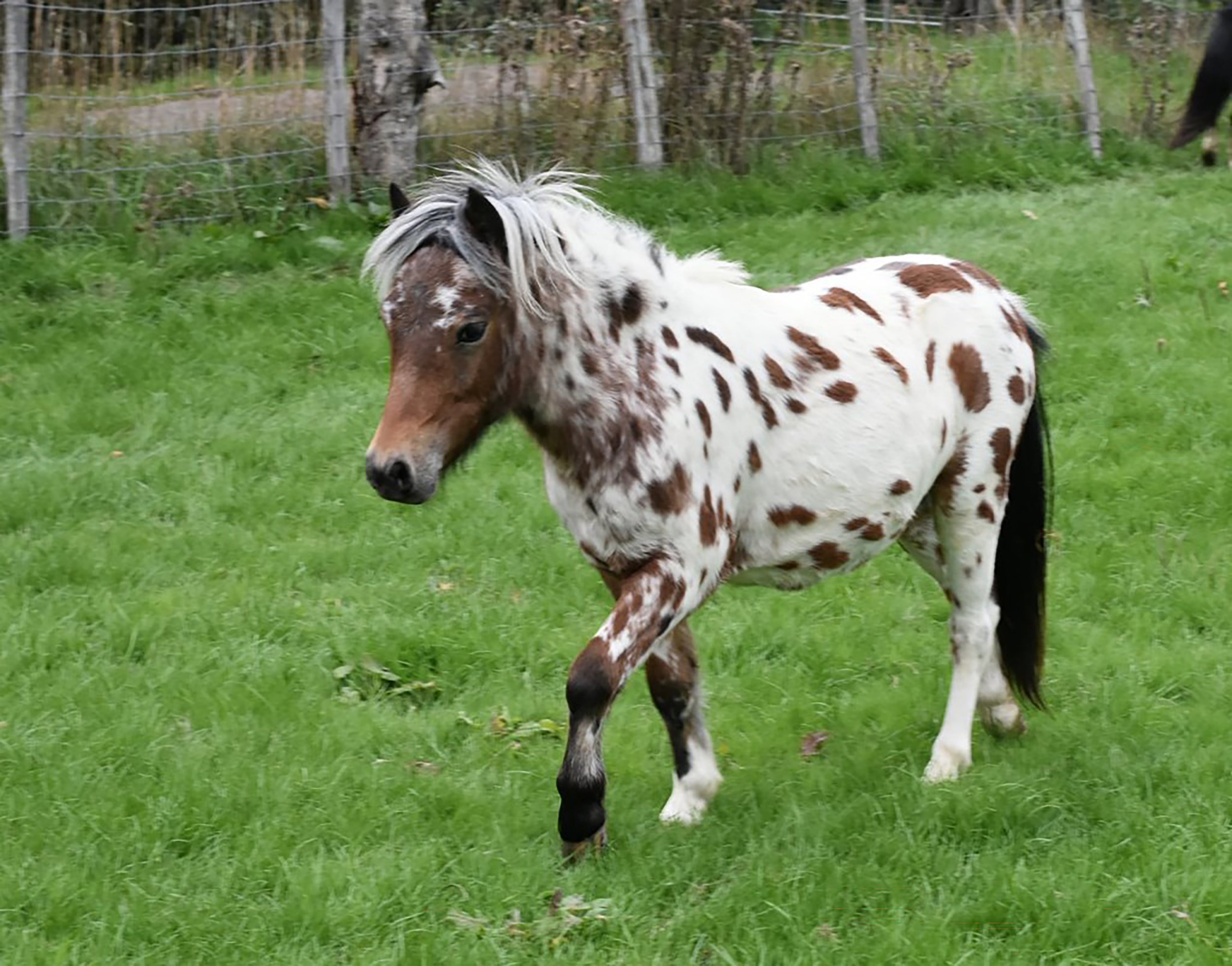 Two rare miniature horses just 2ft tall stolen from farm