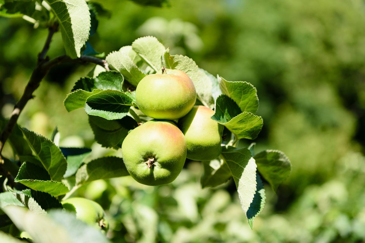 Campaigners 'gobsmacked' as original Bramley apple tree garden sold