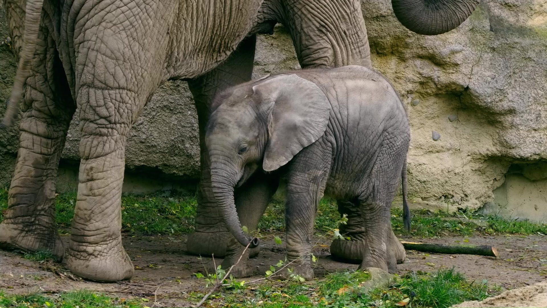 Pequeño Elefante Permaneciendo Cerca De Su Madre