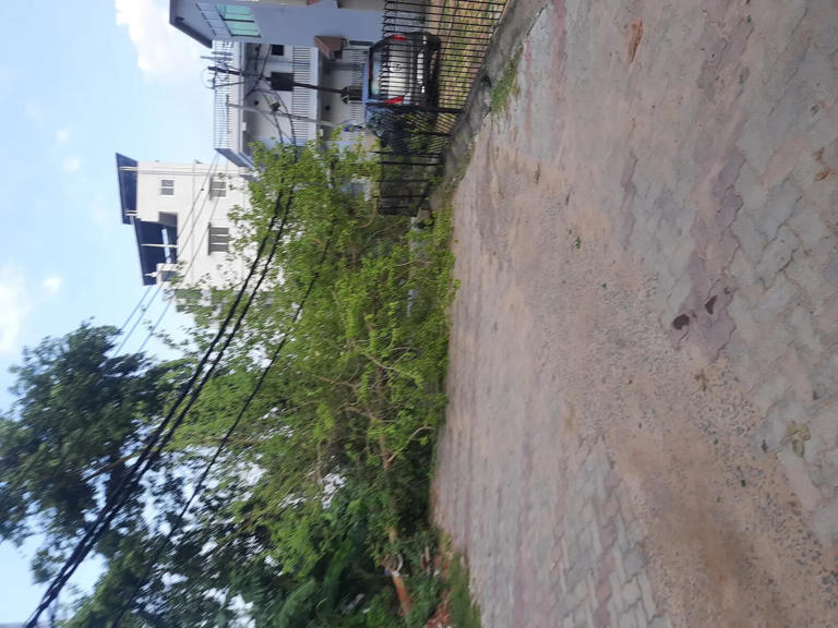 Fallen tree, dug up road cause hardships in Anisabad colony