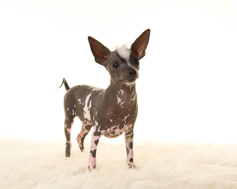10 hairless dog breeds