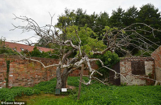 Bramley apple fans hoping to turn garden with original tree into ...