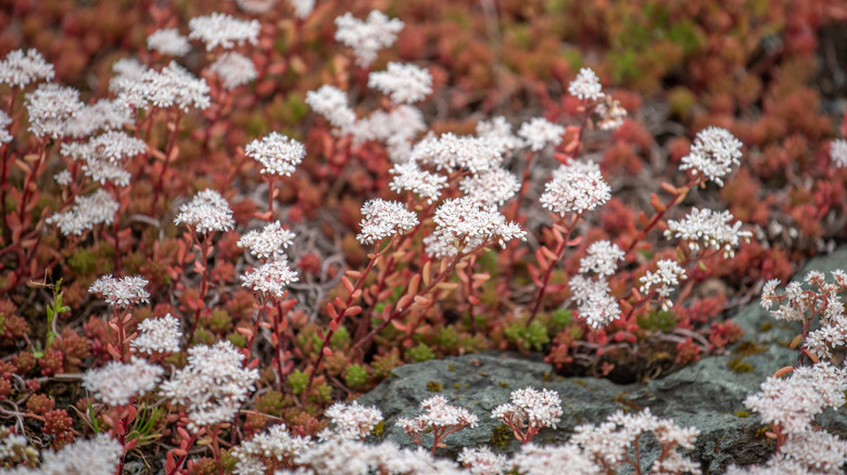 17 varieties of self-cleaning flowers for new blooms without having to ...
