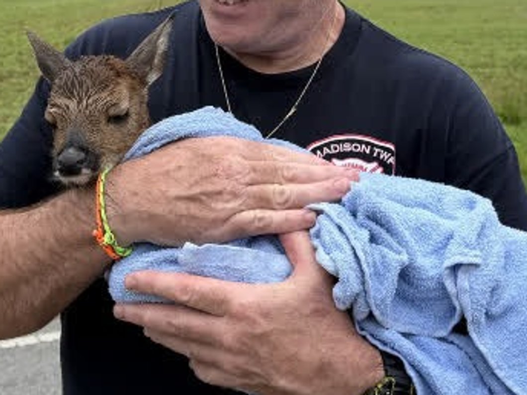 Fawn rescued from a strong current
