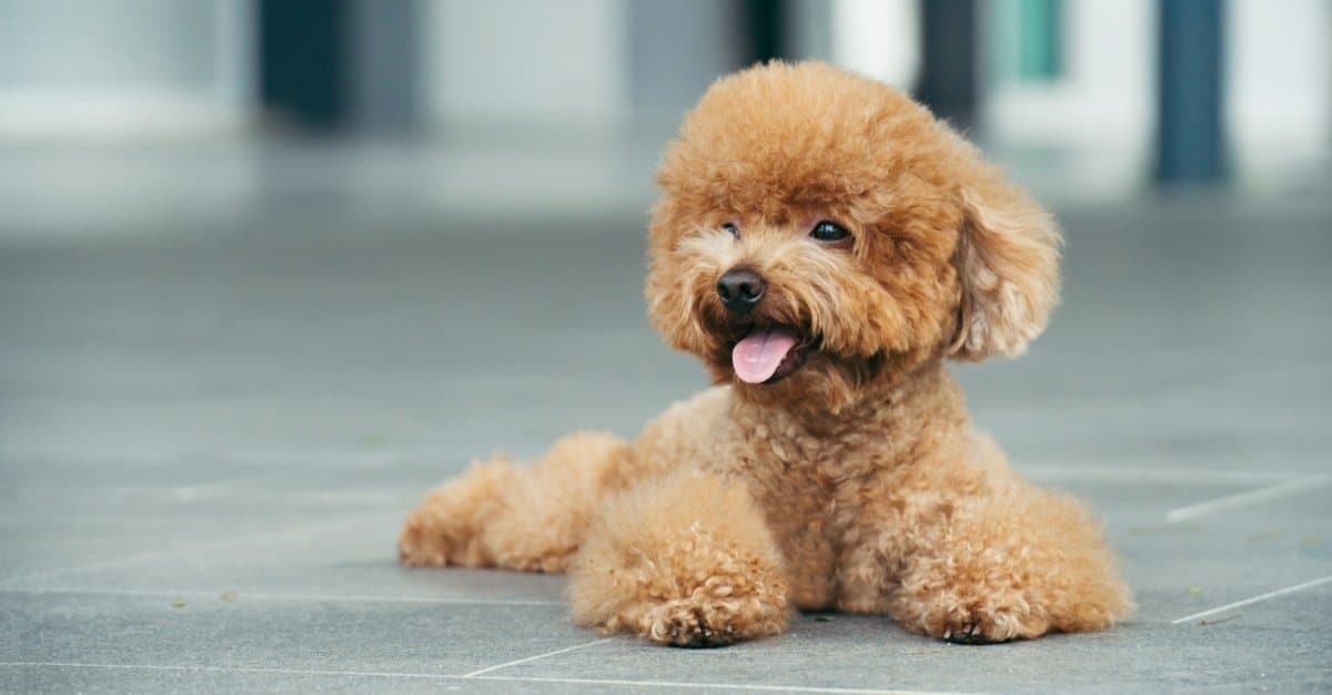 19 adorable dog breeds that basically stay puppies
