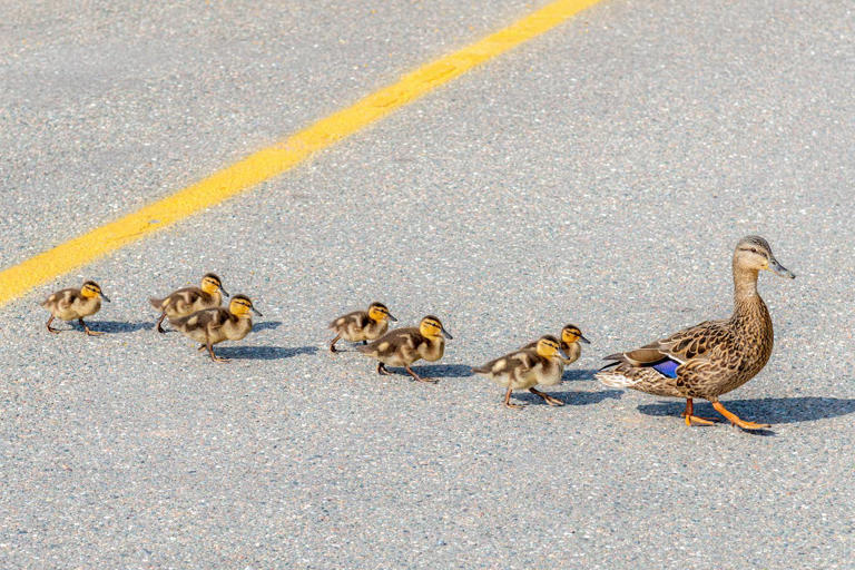 Crows protect mama duck and ducklings from hawk attack in heartwarming ...