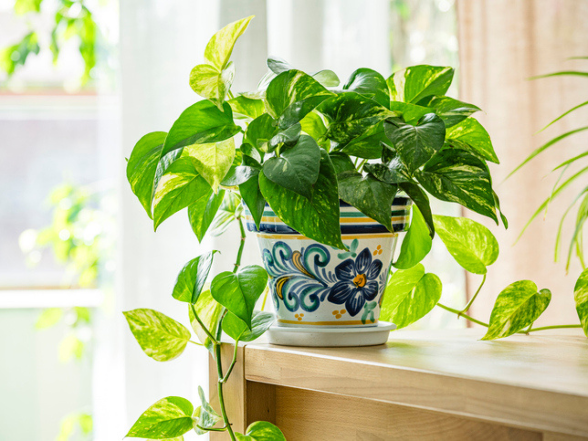 6 low-maintenance indoor plants that thrive anywhere
