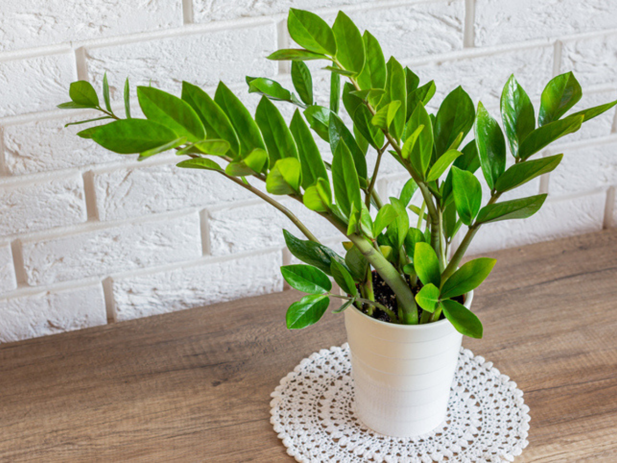 6 low-maintenance indoor plants that thrive anywhere