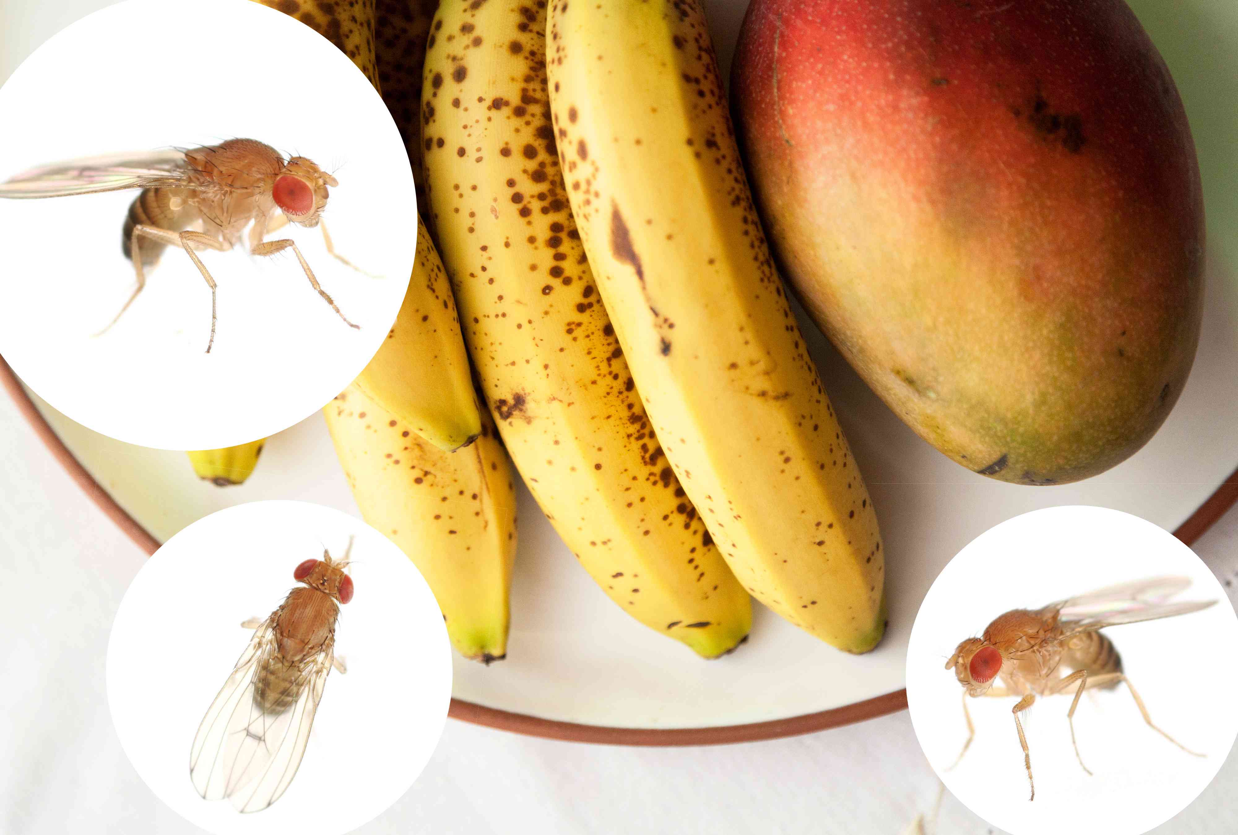 How to stop fruit flies before they take over your kitchen