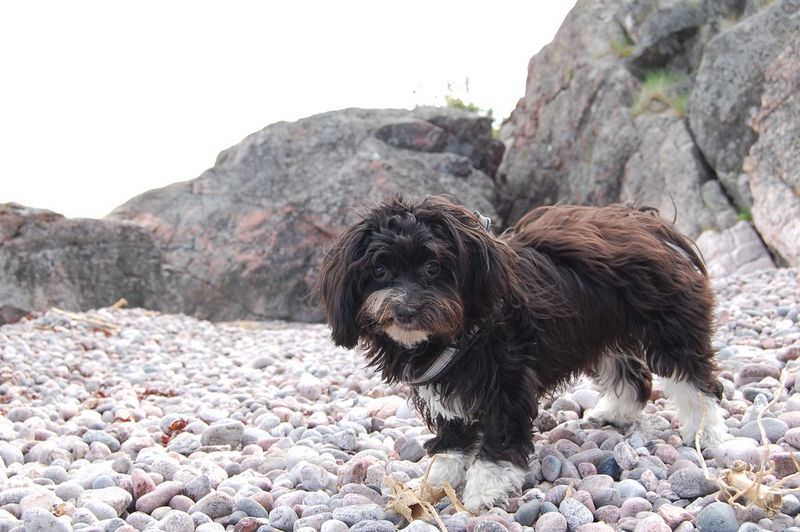 14 loving dog breeds owners turn to for companionship and support