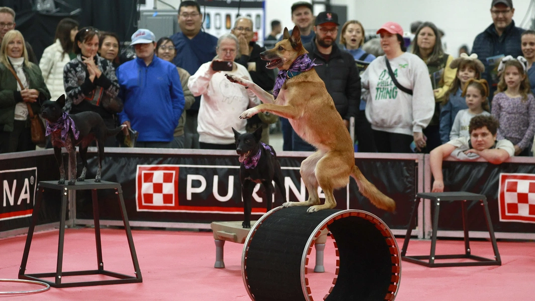 Your dog’s next big adventure could be agility