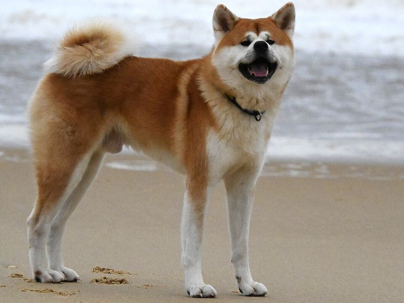 5 dog breeds that challenge owners constantly, plus 9 that are easier ...