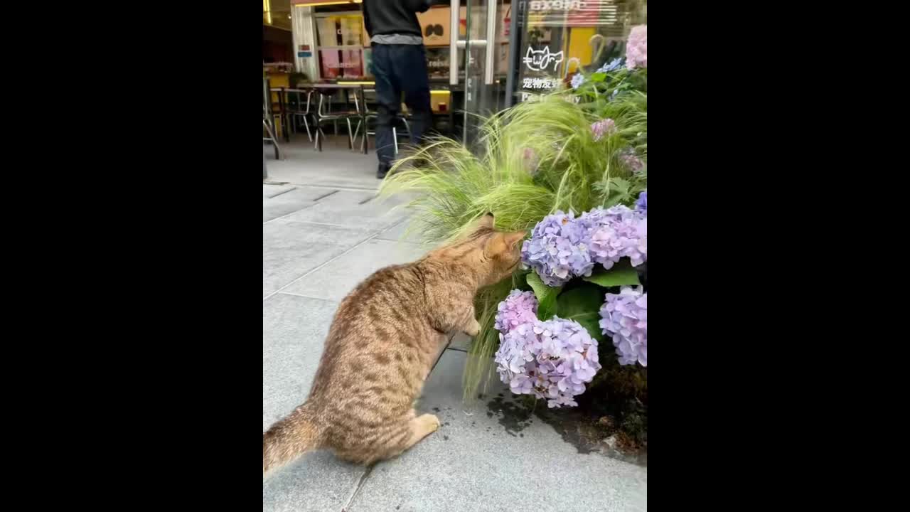 Cat stands on hind legs as butterfly lands on its face in Beijing, China