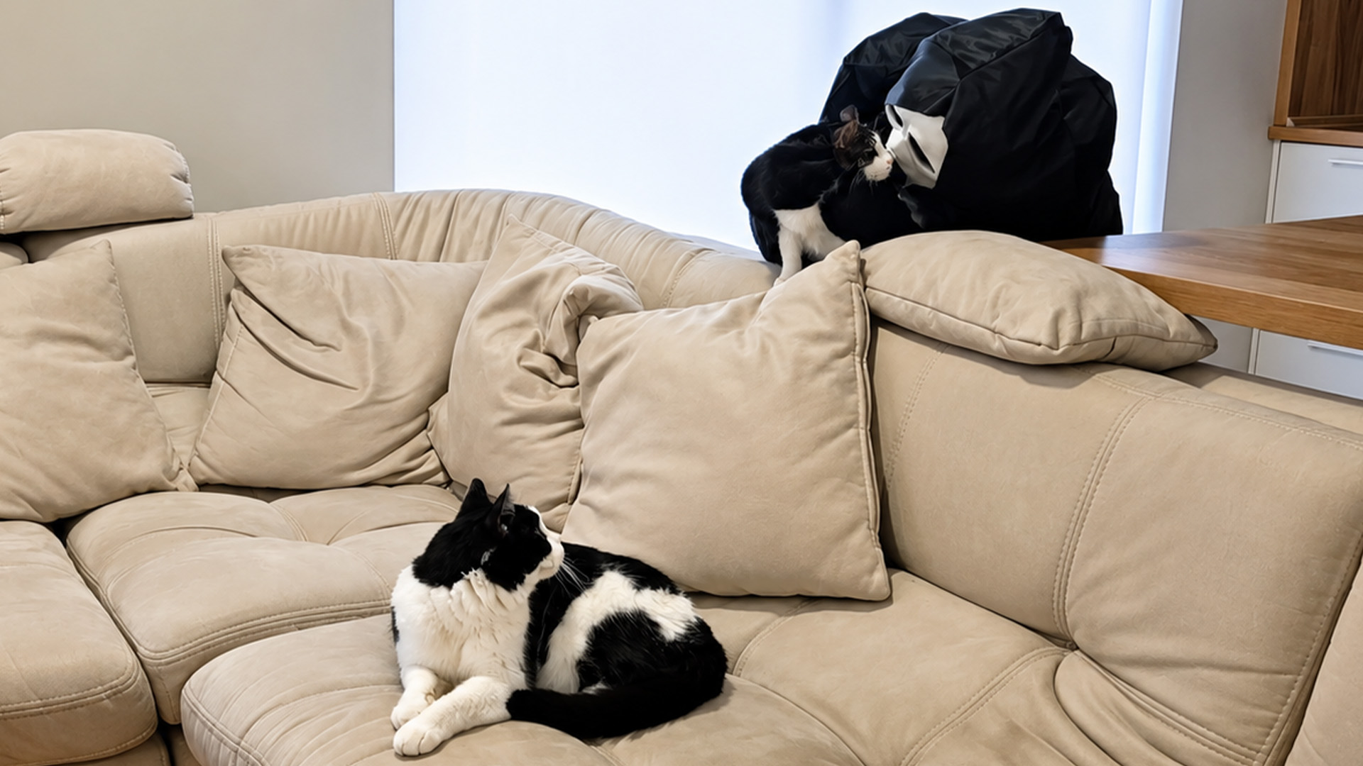 Cat reacts to a black and white man in the house
