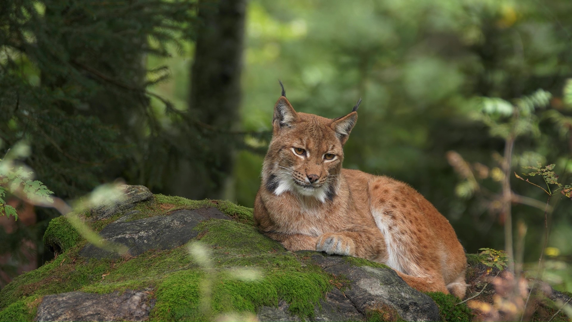 Beautiful lynx carefully guarding territory from rocky hill